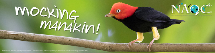 Vote for your favorite Mocking Manakin video! – North American ...